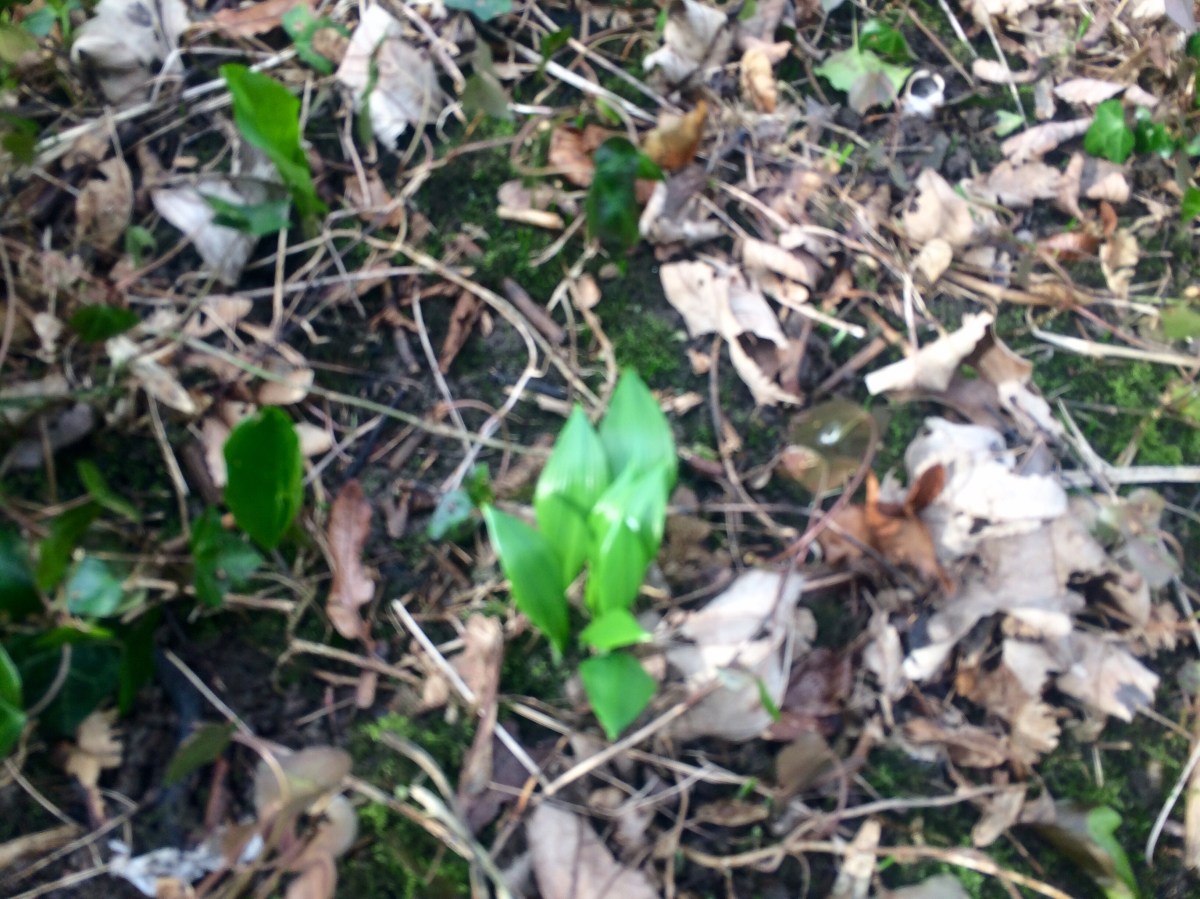 Freezer foraged Tail fillet Lebanese inspired supper.. with the first ...